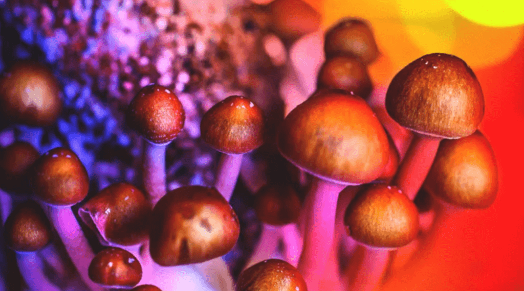 Understanding The Therapeutic Potential of Psilocybin - Johannesburg Rehab