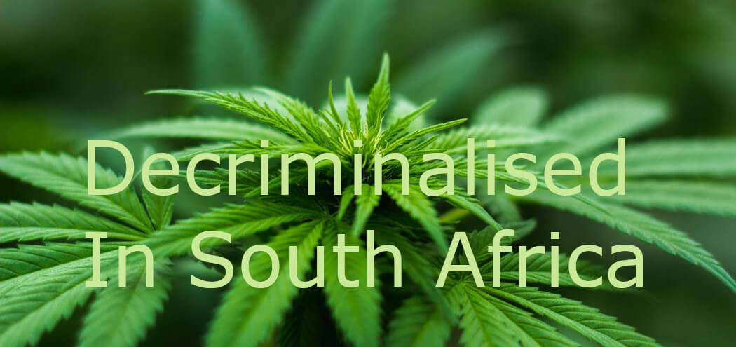 Cannabis Decriminalised In South Africa Johannesburg Rehab