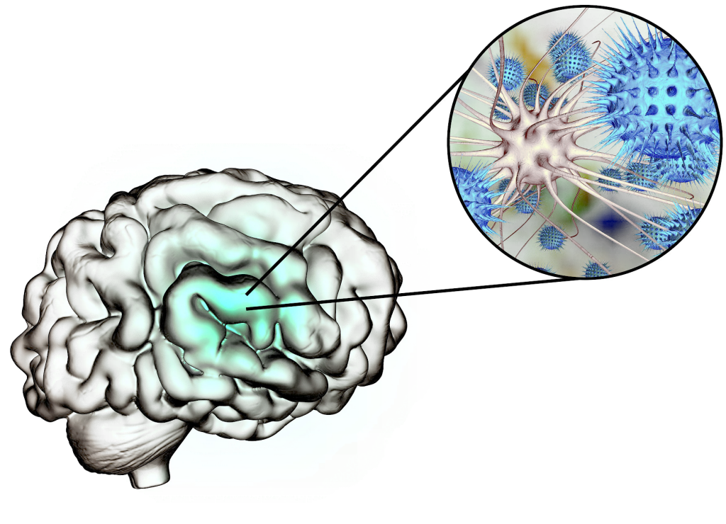 COVID-19 / Novel Coronavirus And Your Immune System